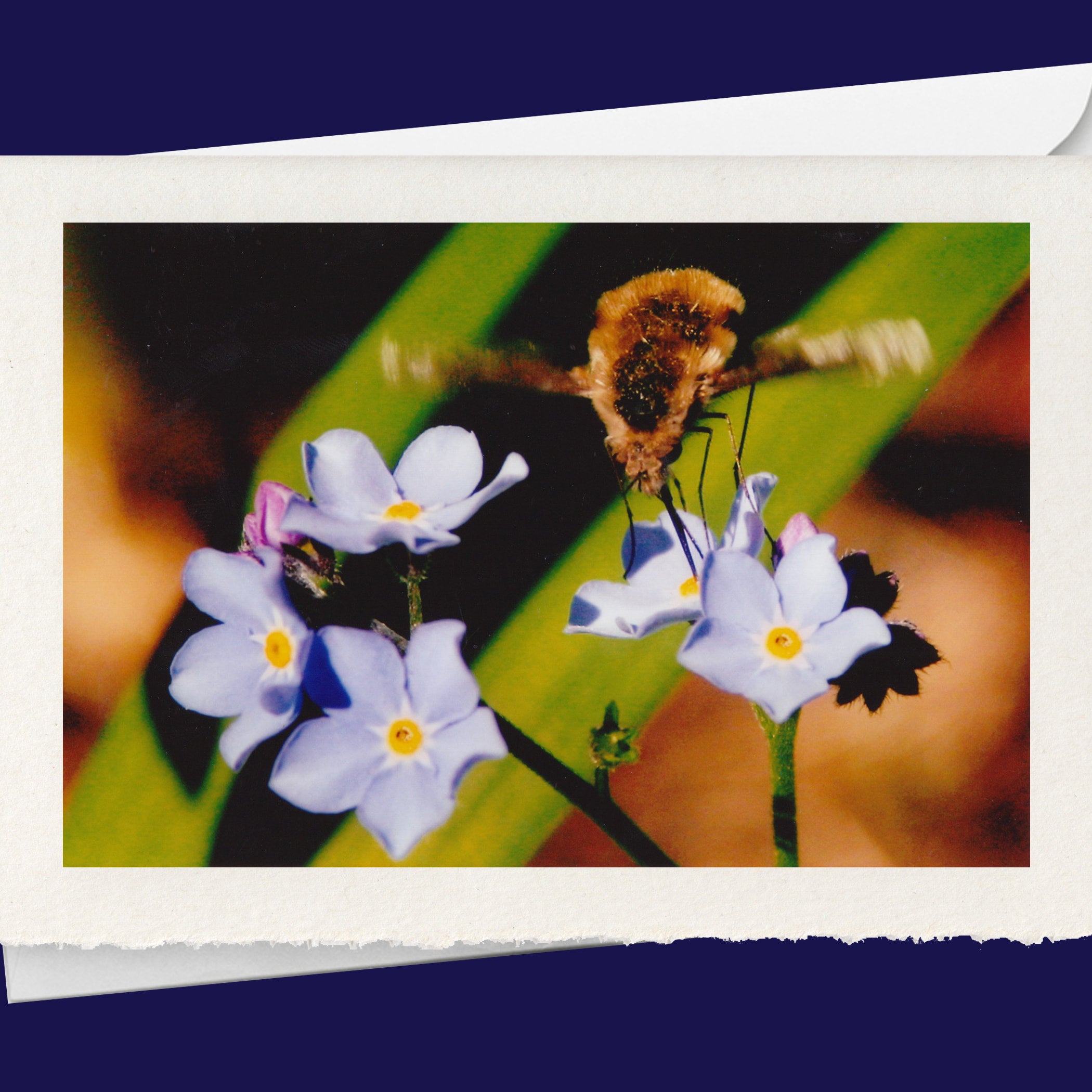 Kat Eye Imaging Hummingbird Moth Card | ENVISION GALLERY & GIFTS